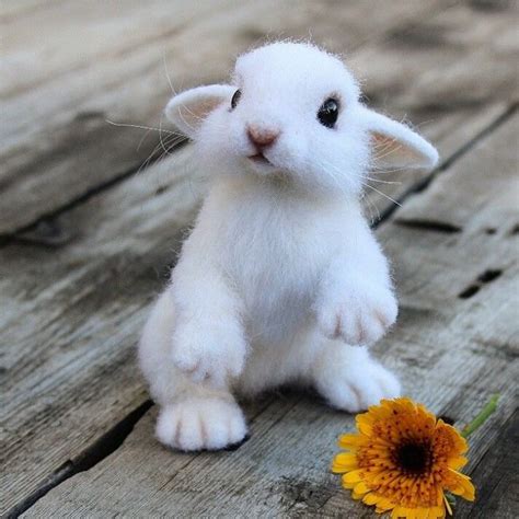 Самые милые зверюшки 60 фото ⚡ Фаникру