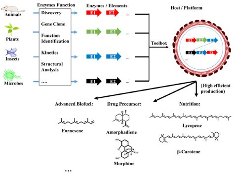 Synthetic Biology Enzyme Functions For Natural Product Biosynthesis Download Scientific Diagram