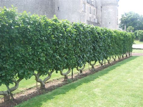 Espalier Apple Trees Flickr Photo Sharing American Garden