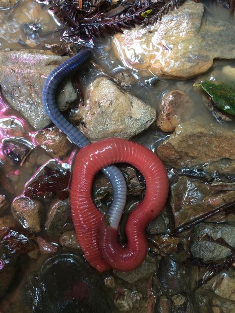 Giant Red Leech Mouth