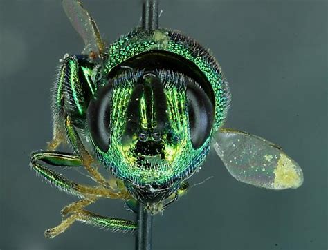 Wasp Euperilampus Triangularis Bugguidenet