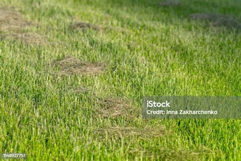 갓 잘라 짧은 녹색 잔디 또는 화창한 날에 잔디밭의 닫습니다 복사 공간 0명에 대한 스톡 사진 및 기타 이미지 0명 가방 경관 Istock