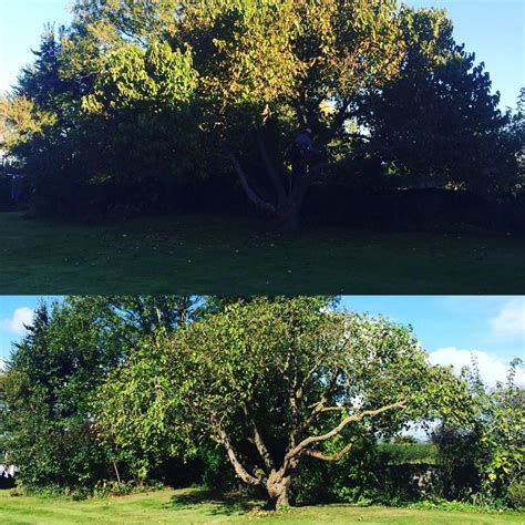 Tree Reduction In Bristol Bristol Tree Services
