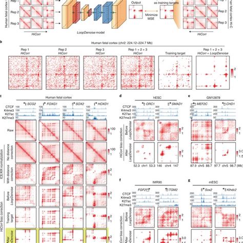 hicorr and loopdenoise reveal chromatin loops from noisy hi c