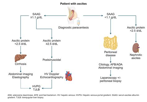 Ascites Approach BioRender Science Templates