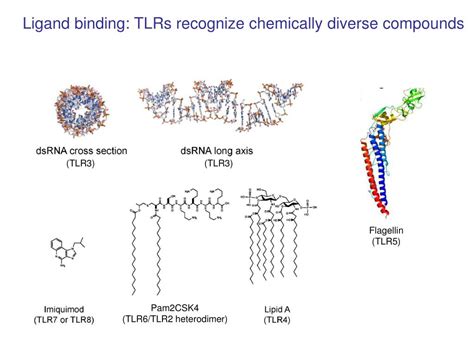 Ppt Tlr X Ray Structures Powerpoint Presentation Free Download Id