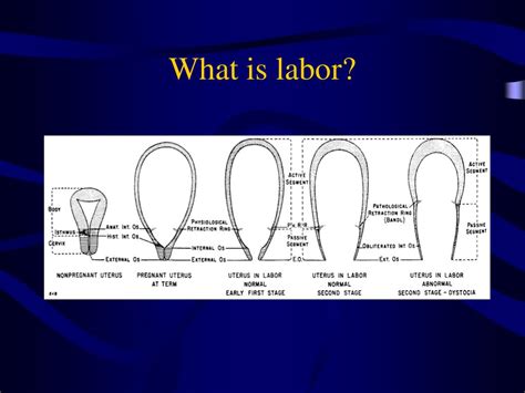 PPT Pregnancy Labor And Delivery PowerPoint Presentation Free Download ID