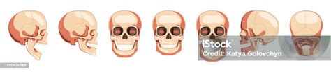두개골 해골 해골 인간 머리 앞 뒤 측면 전망의 세트 입을 벌리고 닫힌 인간의 턱 모델 사실적인 플랫 자연 색상 3d 개념 흰색에 고립 된 해부학의 벡터 일러스트 레이 션