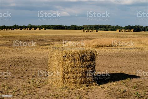 필드에 배열 하는 밀 짚의 다발입니다 수확 하는 동안 수행 하는 작업 여름 시즌 건조한에 대한 스톡 사진 및 기타 이미지