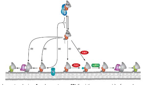 Figure 1 From Posttranslational Modifications Of Rab Proteins Cause