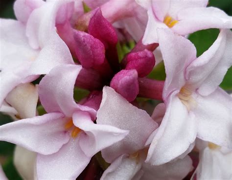 Is Daphne Perfume Princess The Best Yes Anthony Tesselaar Plants