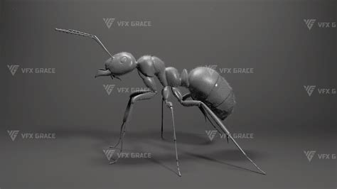 Carpenter Ant Maya 3d Model Vfx Grace