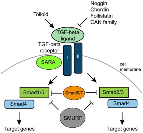 File TGF Beta Signaling Pathway Embryology