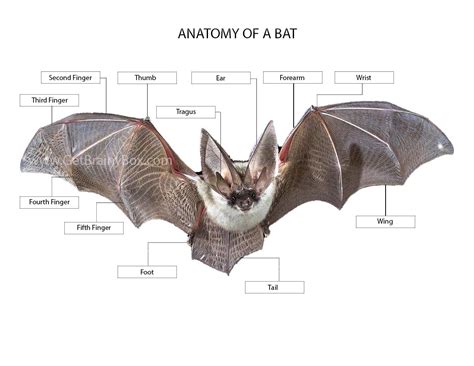 Bat Diagram Simple