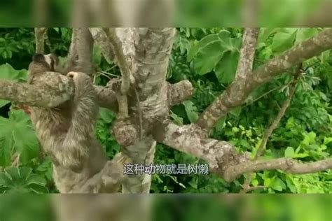 懒得动懒得吃，连娃掉了也懒得捡的树懒，唯独会对一件事积极连娃树懒