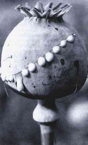 Opium