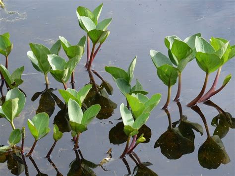 Austrias Native Plants The Complete List Flora Fauna Fun