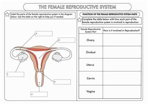 Unveiling The Answers Enhance Your Knowledge About Sexual Reproduction With Brainpop Quiz