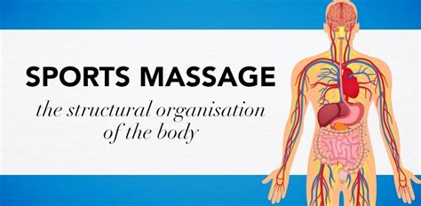 Structural Makeup Of The Human Body Saubhaya Makeup
