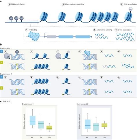ammar sabir cheema phd on linkedin genotype × environment