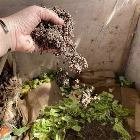 Set Up Your Own Vermicompost Bin Worm Wrangler