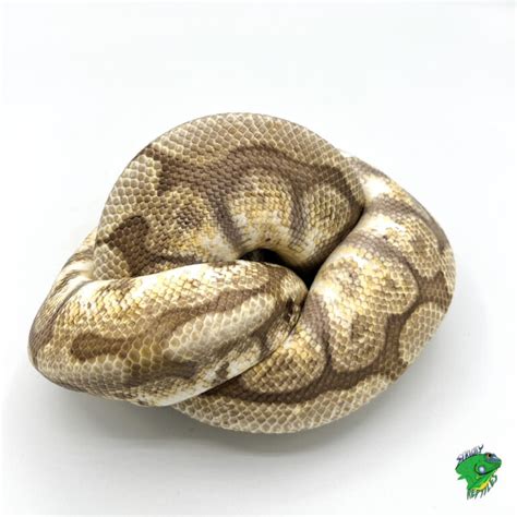 Pastel Highway Ball Python Baby Strictly Reptiles Inc