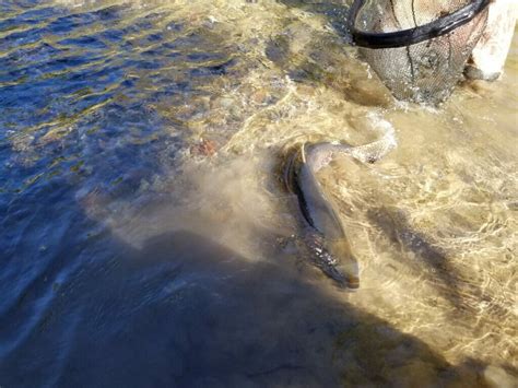 Hard Work On Lahontan Cutthroat Trout Threatened By Hybridization