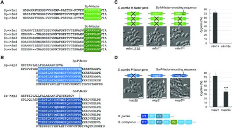 Comparison Of Mating Pheromones Between S Pombe And S Octosporus A