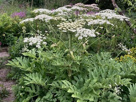 Is Cow Parsnip Dangerous Beneficial Or Harmful Is Cow Parsnip Dangerous Beneficial Or Harmful