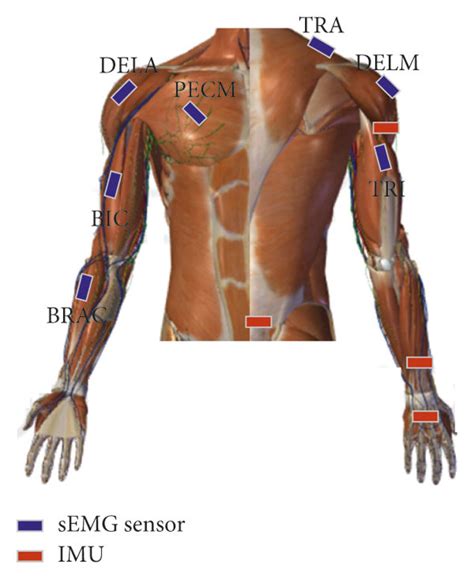 Diagram Of Data Collection Imu And Semg Sensors Are Attached To The Download Scientific
