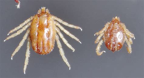 Ixodes Texanus Bioquipbugs