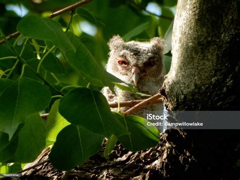 활기찬 녹색과 질감의 나무의 배경과 동부 스크리 흐 올빼미와 Owlets 0명에 대한 스톡 사진 및 기타 이미지 0명 고리