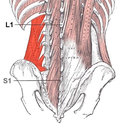 Quadratus Lumborum Muscle Pacs
