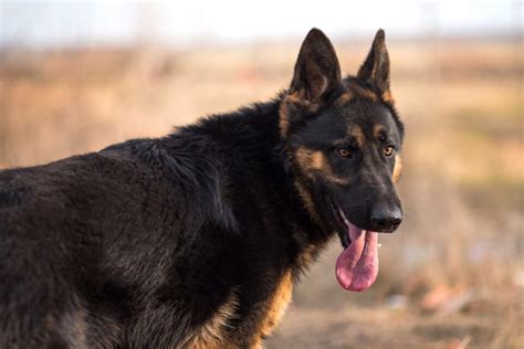 Black Wolf Dog Everything You Need To Know With Pictures