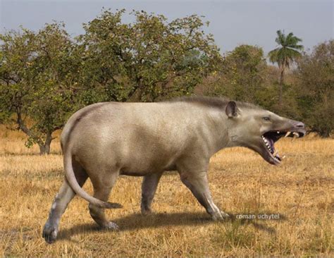 Andrewsarchus Skull
