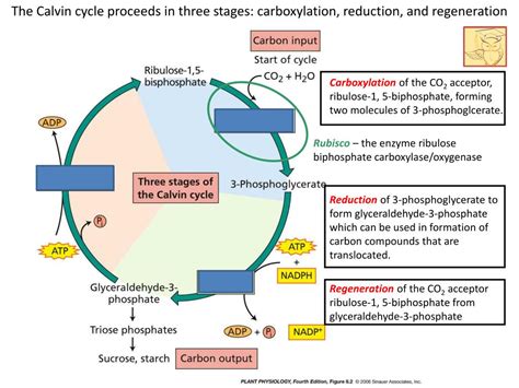 PPT Photosynthesis Dark Cycle Reactions Variation In The Dark Cycle System PowerPoint