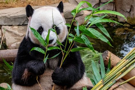 data visualization con pandas y matplotlib by patricia carmona