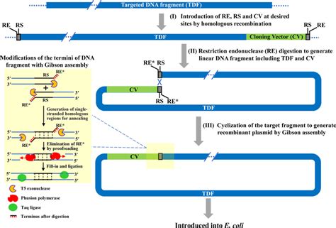 Schematic Diagram For Targeted Cloning Of Large DNA Fragments TCLD Download Scientific