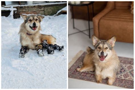 Собака без лап хвоста и носа нашла новый дом в Нижнем Новгороде Открытый Нижний