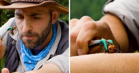 You Can Almost Feel The Pain When Man Gets Stung By Murder Hornet (Video)