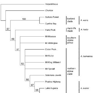 Combined Parsimony Analysis Of Morphological And Molecular Data Single Download Scientific
