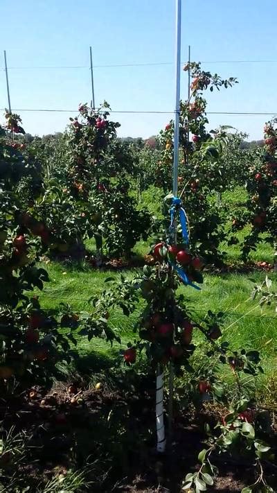 Minneapple Dataset Ninja