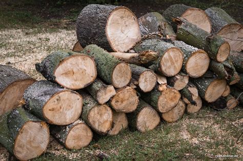 На «Розочке» пилят взрослые деревья. Исполнитель: они аварийные