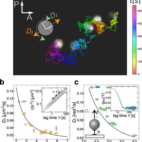 The Translational And Rotational Diffusion Of An Individual Particle Is Download Scientific
