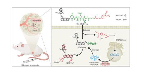 Self Activated Cascade Tailored Small Molecule For Cancer Therapy Companion Diagnostics And