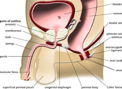 Anococcygeal Ligament