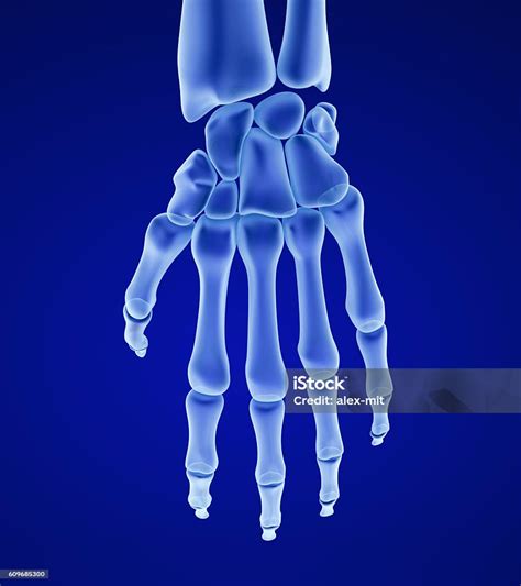 인간의 손목 해부학 엑스레이 보기 의학적으로 정확한 3d 일러스트레이션 X 레이에 대한 스톡 사진 및 기타 이미지 X 레이 건강 검진 건강 진단 Istock