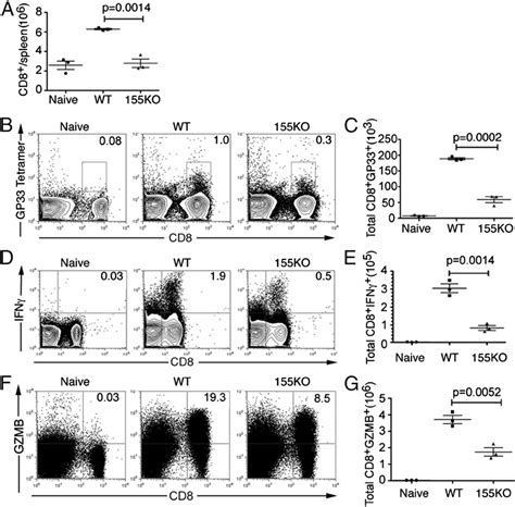 Figure 2 From Intracellular Bacterial Challenges T Cell Responses To