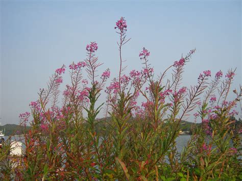 A Place For Fireweed Garden Variety Life