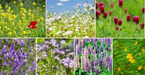 15 Cover Crops That Serve As A Pollinator Patch